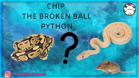 why is my ball python broken youtube