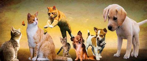 Perros Y Gatos Juntos ¿cómo Tener Un Perro Y Un Gato Juntos