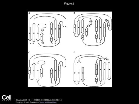 Structural Basis For Vertebrate Filamin Dimerization Ppt Download