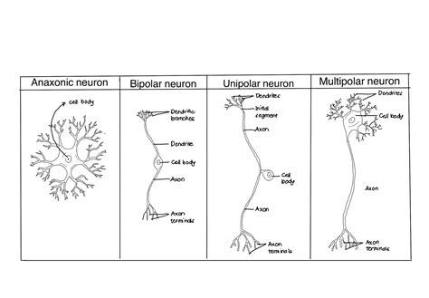[solved] Table 12 1 Structural Classification Of Neurons Example Neuron