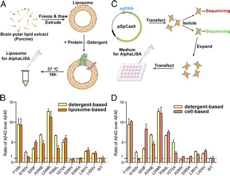The Aβ42 Aβ40 Ratios Generated In Liposome And Cell Based Cleavage