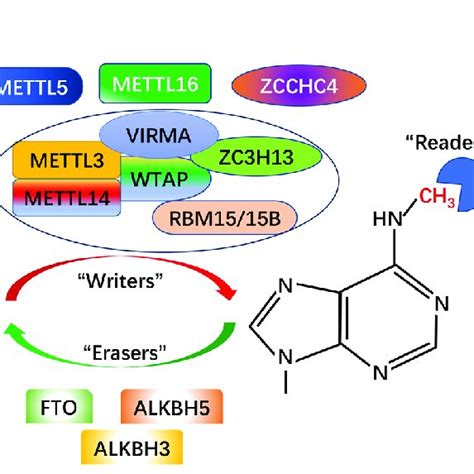 Mirnas Direct Fto Ago1 Ilf3 Complex On Rrach M6a Motifs To Induce Rna