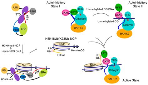 Genes Free Full Text Structural Basis Of Dnmt1 And Dnmt3a Mediated