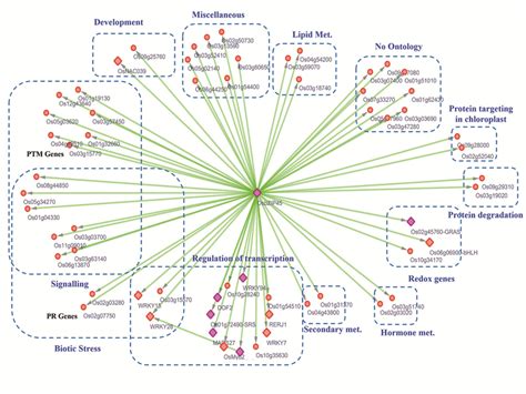 Tf Target Gene Regulatory Network Extracted From Tf2network The