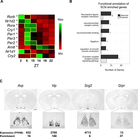 Temporal Transcriptomics Suggest That Twin Peaking Genes Reset The