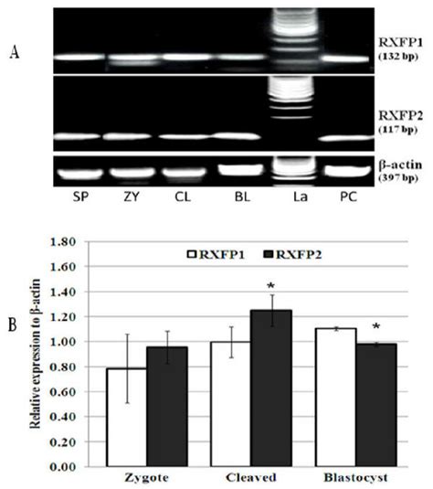 Detection Of Rxfp1 And Rxfp2 Mrna Expression In Porcine Embryos A