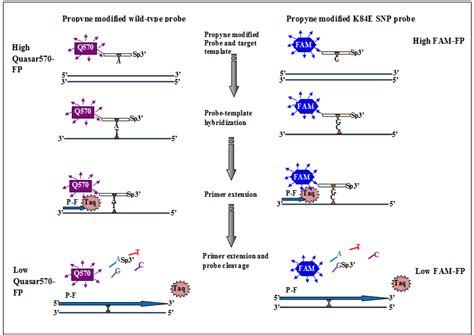 Schematic Representation Of 5nuclease Reaction And Fp Based Detection