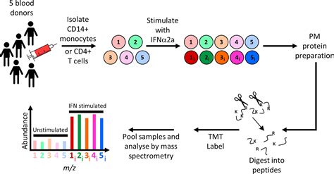 Frontiers Comparative Cell Surface Proteomic Analysis Of The Primary
