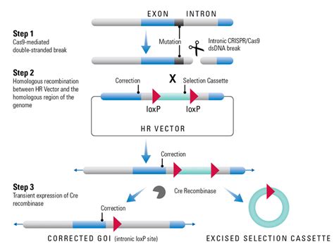 Cre Recombinase Expression Plasmid Pcmv Cre