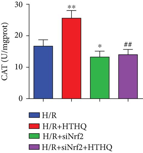 The Protection Of Hthq Involves The Nrf2 Ho 1 Pathway The Levels Of