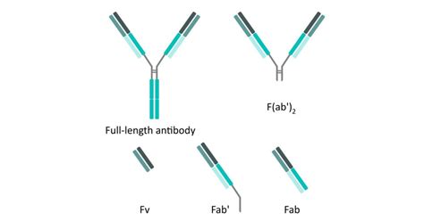 Fab Fragment Antibodies Antibodies