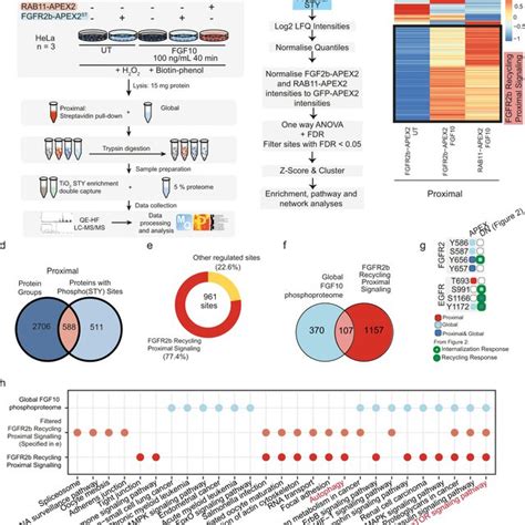 Spatially Resolved Proteomics And Phosphoproteomics Reveal