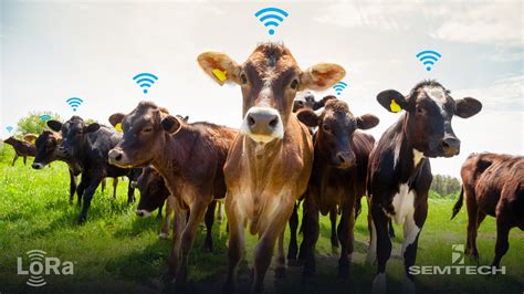 Semtech And Lar Tech Enable Smart Ranching With Lora Technology