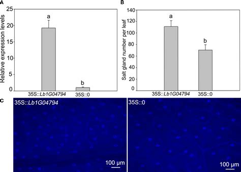 Frontiers An Uncharacterized Gene Lb1g04794 From Limonium Bicolor