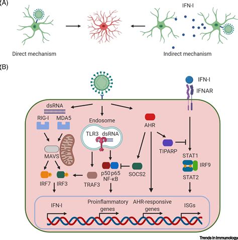 The Role Of Astrocytes In Cns Inflammation Trends In Immunology