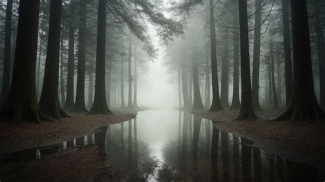 Explorando La Teoría Del Bosque Oscuro De Internet Estrategias Para