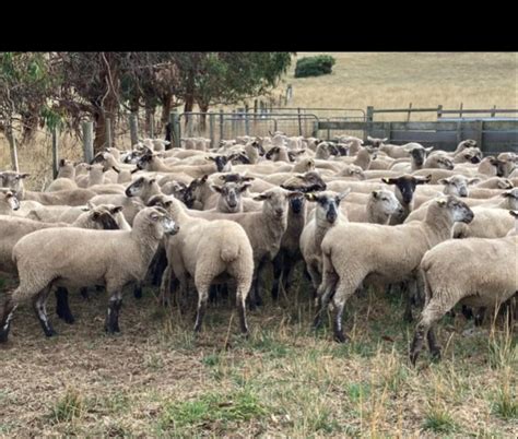 Lot 105 118 Mixed Sex Lambs Auctionsplus