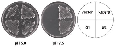 Functional Complementation Of The Yeast Vma10 Mutation By Mouse G2 The