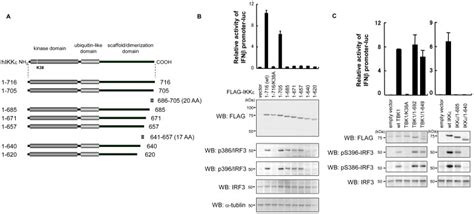 A Schematic Structure Of Ikkε And C Terminal Truncated Mutants The