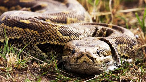 record breaking python caught in florida everglades mashable