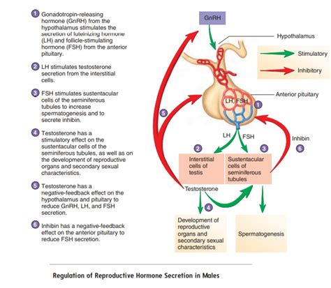 physiology of male reproduction
