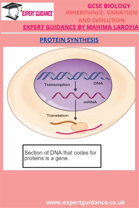 Gcse Biology Inheritance Variation And Evolution Protein Synthesis