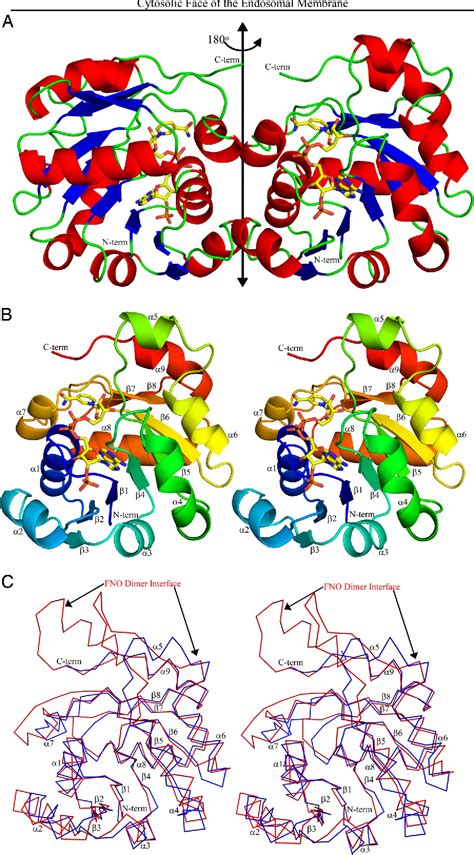 Figure 1 From Structure Of The Membrane Proximal Oxidoreductase Domain