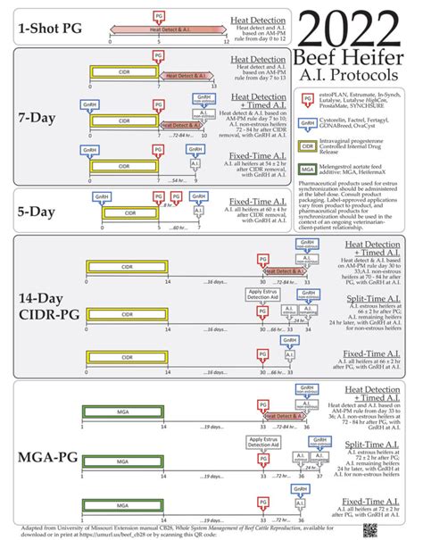 Beef Heifer Synch Protocols Accelerated Genetics