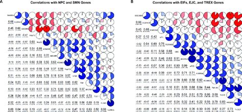 Correlogram Displays Of Correlation Matrices For Gene Expression