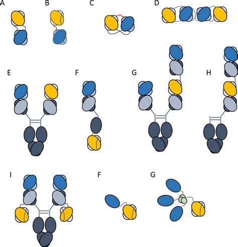Selected Bispecific Ab Formats Used For T Cell Redirecting Some Of The