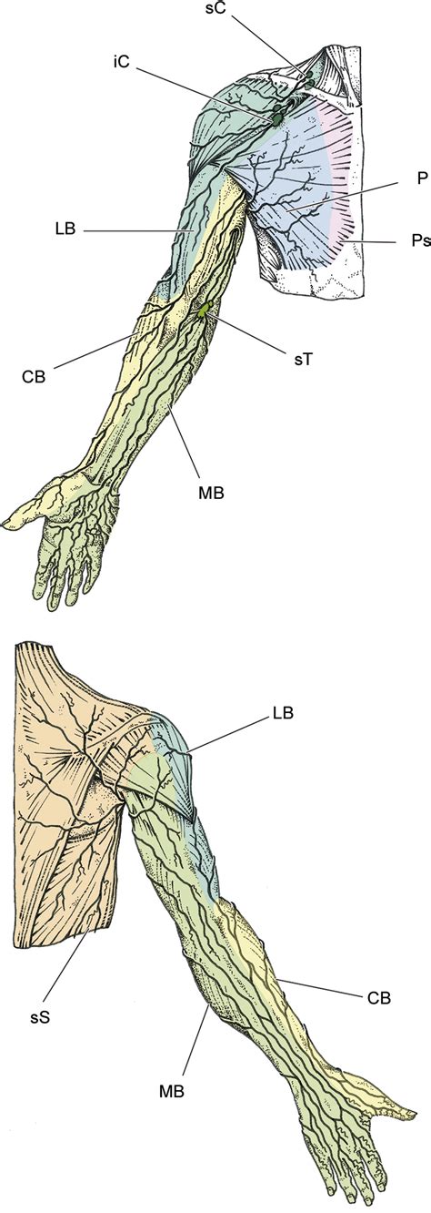 Anatomical Bases For The Radiological Delineation Of Lymph Node Areas