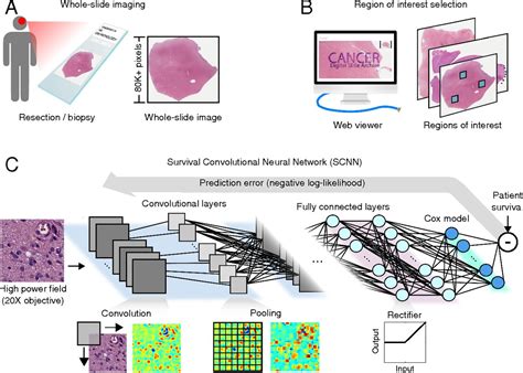 predicting cancer outcomes from histology and genomics using