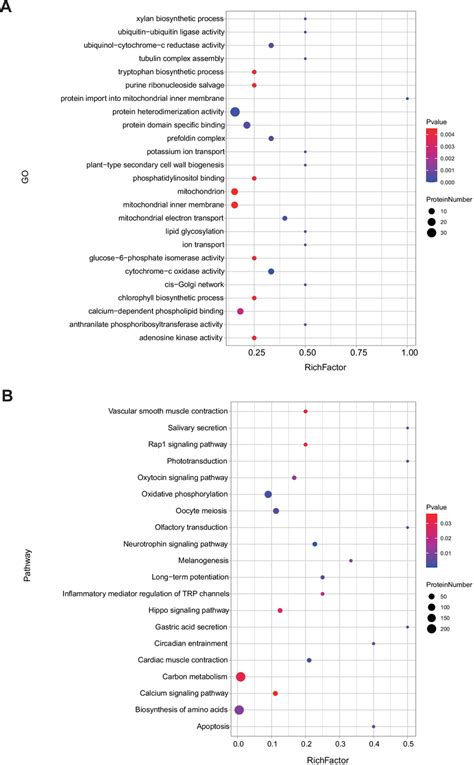 Go And Kegg Pathway Enrichment Analysis Of The 198 Differentially