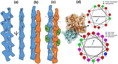Molecular And Structural Basis Of Actin Filament Severing By Adf