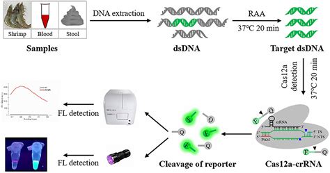 Frontiers Rapid And Sensitive Detection Of Vibrio Vulnificus Using