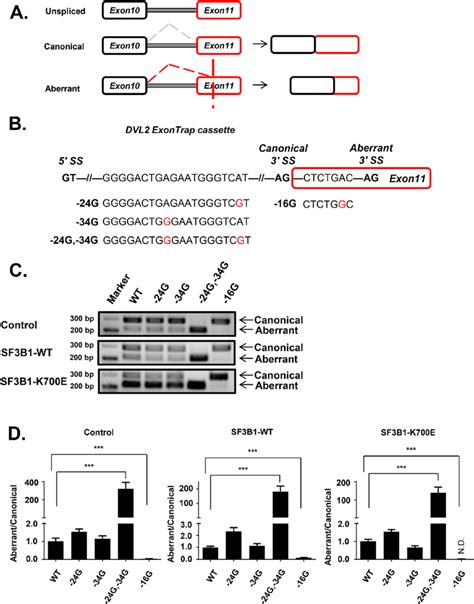 Identification Of Branchpoints For Canonical And Aberrant Splicing Of