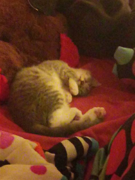 Our Most Recent Kitten Bella R Aww