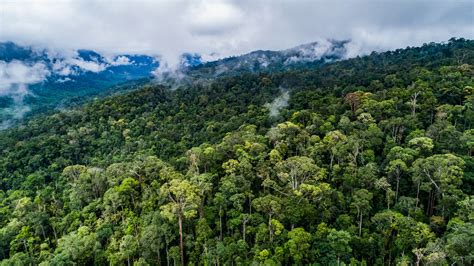 Hutan Kalimantan Sekarang Homecare24