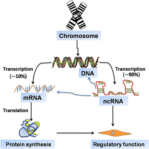 Noncoding Genes Account For Most Transcription From The Genome