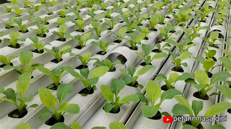 Cara Mengatasi Daun Kuning Youtube