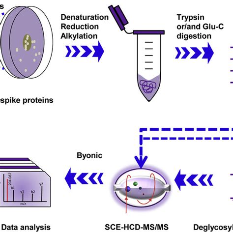 Workflow For Site Specific N Glycosylation Characterization Of
