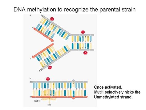 The Mutability And Repair Of Dna Replication Errors
