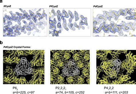 Figures And Data In Structure Based Analysis Of Cysz Mediated Cellular