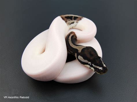 python ball python pied ball python panda pied ball python
