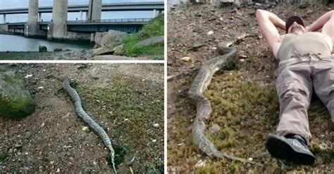 it was a monster huge python washed up on british shores