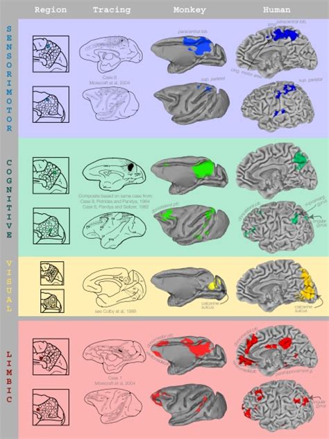 Precuneus Shares Intrinsic Functional Architecture In Humans And