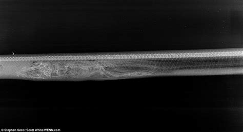 x rays show what happens after python swallows alligator whole daily