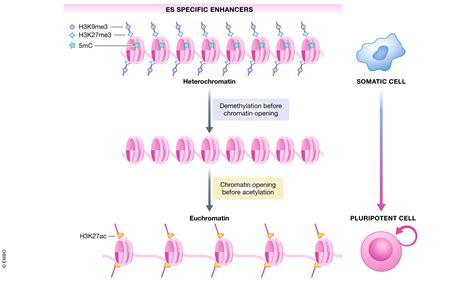 Chromatin Accessibility Dynamics During Cell Fate Reprogramming Embo
