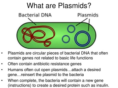 Plasmids And Types D8e