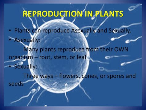 Unit 8 Reproduction Asexual And Sexual Reproduction Ppt Download